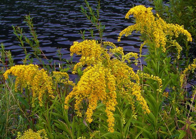 Kentucky Week Inspiration